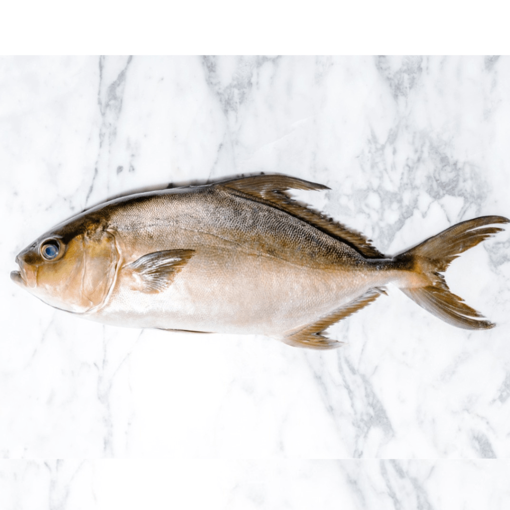 Kampachi de Cultivo - Santa María de la baja