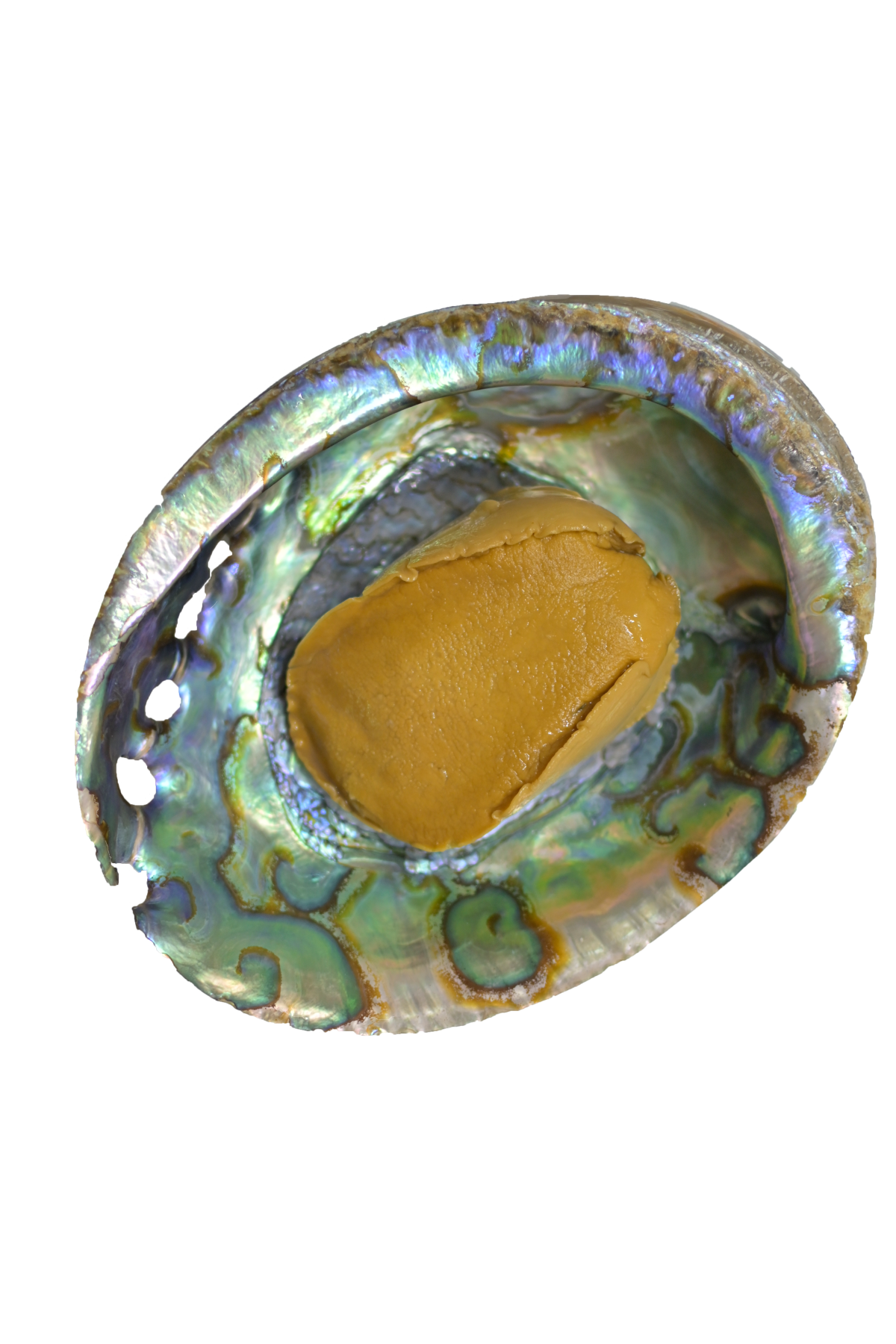 Abulón de Cultivo - Santa María de la baja