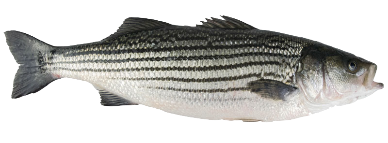 Lobina Rayada - Santa María de la baja
