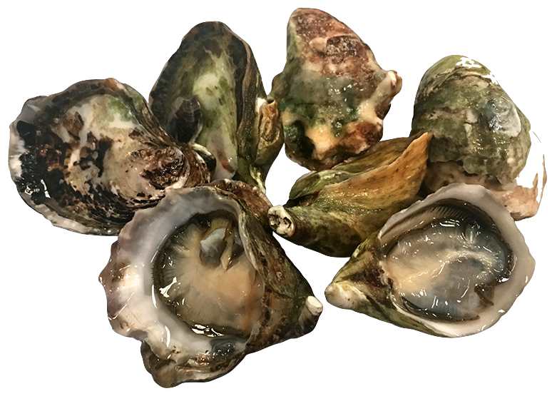 Ostiones - Santa María de la baja